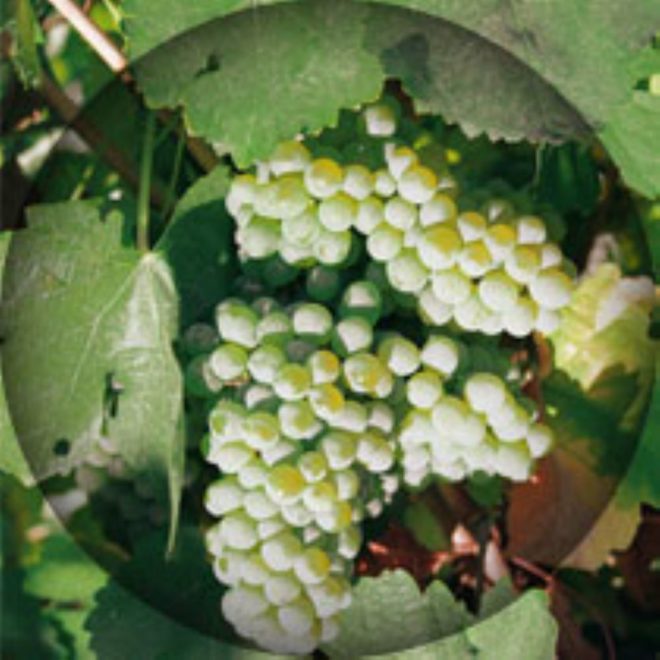 Gouveio - Wine & Stuff